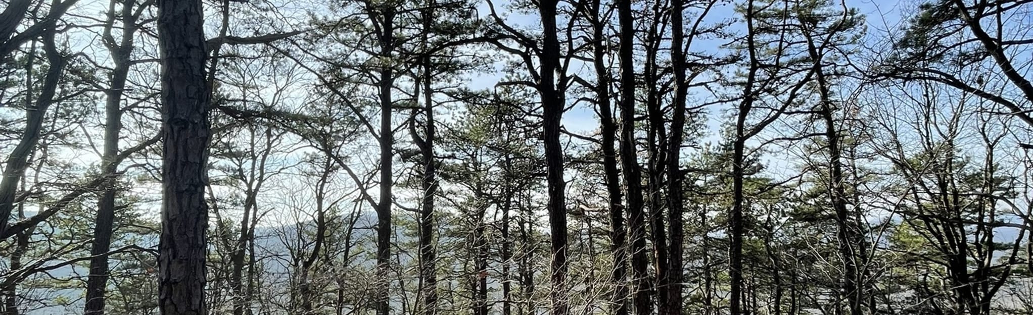 White Rocks Trail: 1308 Reviews, Map - Pennsylvania | AllTrails