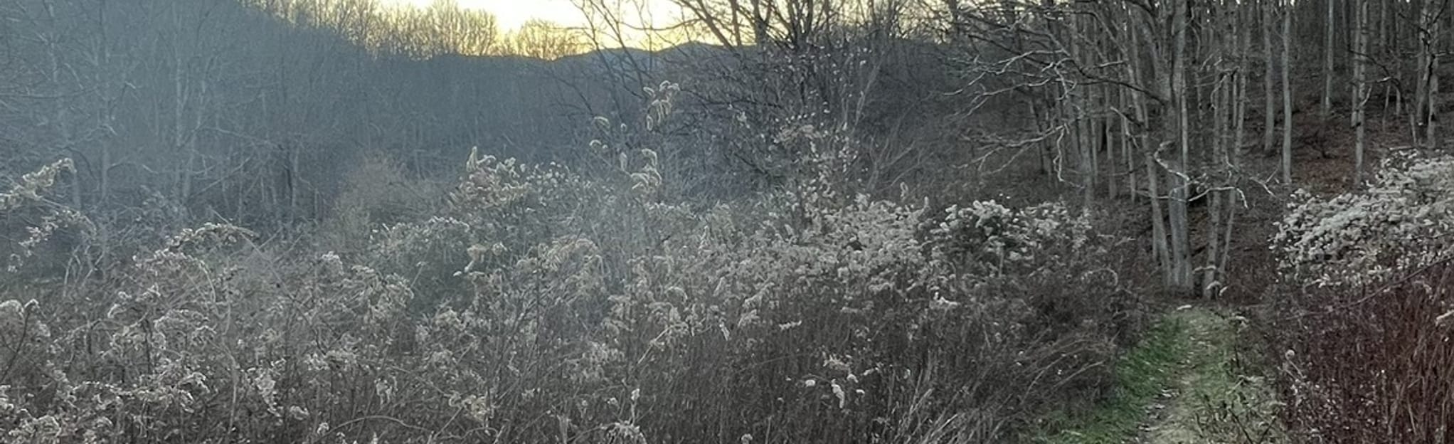 Fox Forest Overlook Loop: 21 Reviews, Map - West Virginia | AllTrails