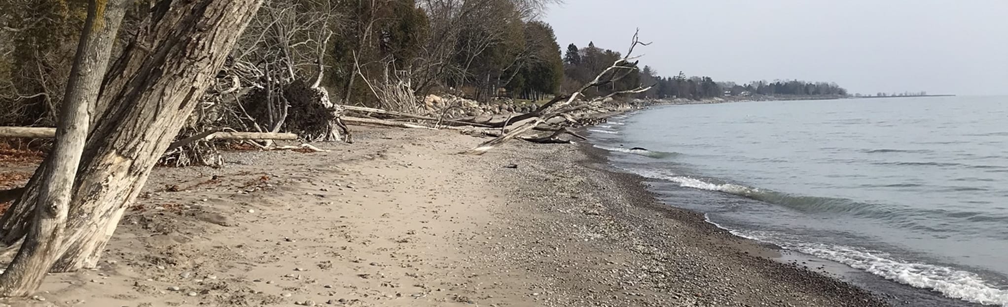 Pebble Beach Forest: 28 Reviews, Map - Ontario, Canada | AllTrails