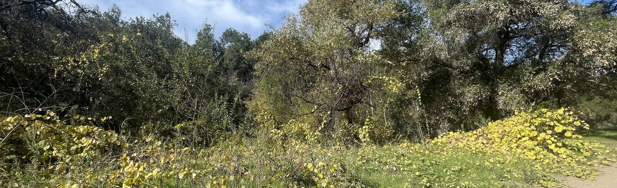 Whiting Ranch Trail: 1514 Reviews, Map - California | AllTrails