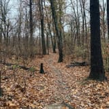 Wedington Lower Roundtop Trail, Arkansas - 46 Reviews, Map | AllTrails