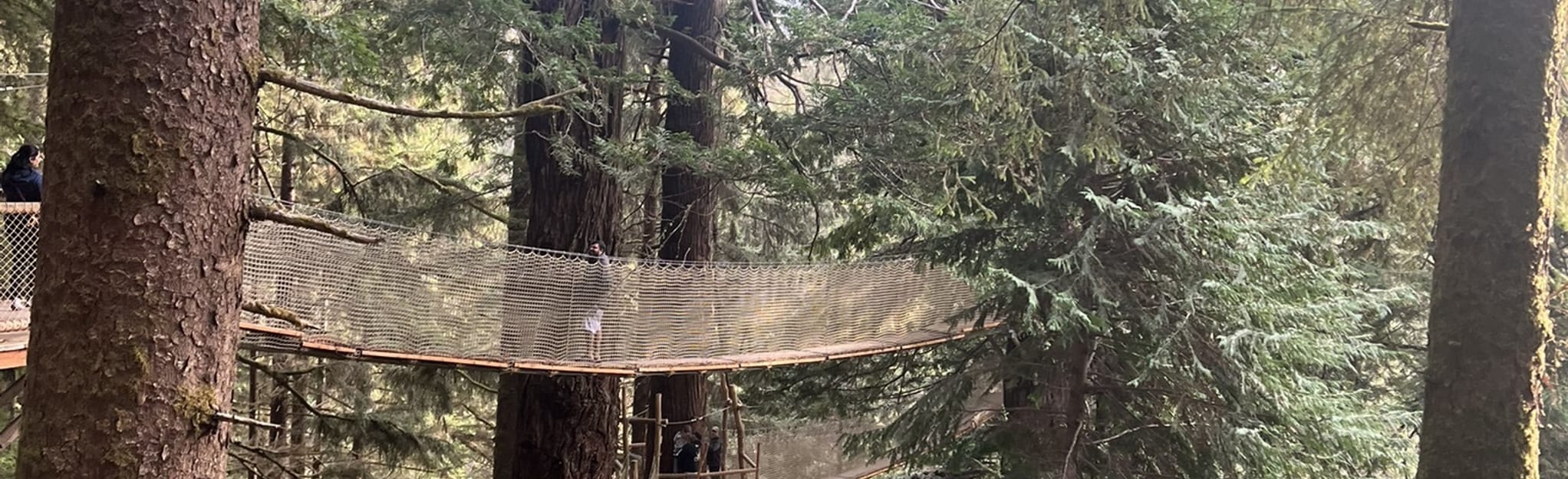 Skywalk Canopy Trail, California - 91 Reviews, Map | AllTrails