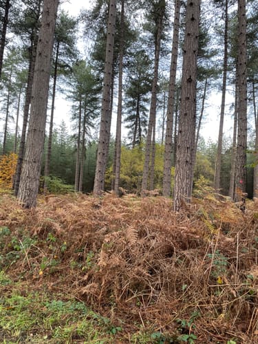 Best Hikes and Trails in Clipstone Forest | AllTrails