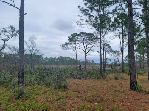 Best Hikes and Trails in Lake Wales Ridge State Forest | AllTrails