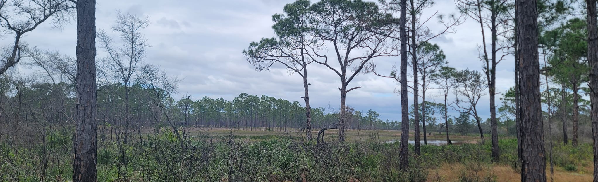 Walk In Water Blue Trail: 49 Reviews, Map - Florida | AllTrails