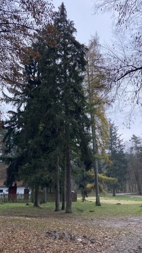 2023 Best Forest Trails in Telki | AllTrails