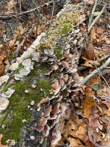 Best Hikes and Trails in Morris State Park | AllTrails