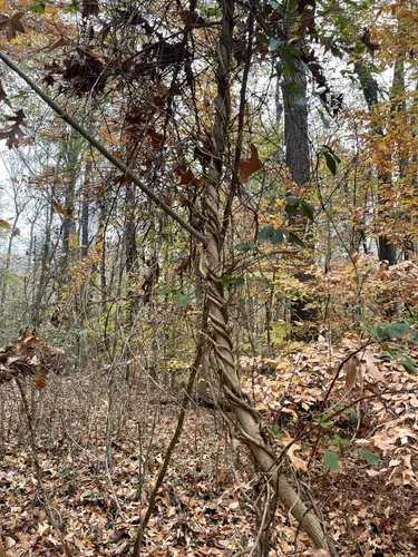 Best Hikes and Trails in Morris State Park | AllTrails