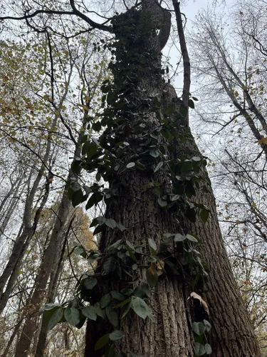 Best Hikes and Trails in Morris State Park | AllTrails