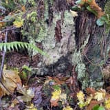 Cooks Butte Loop, Oregon - 399 Reviews, Map | AllTrails