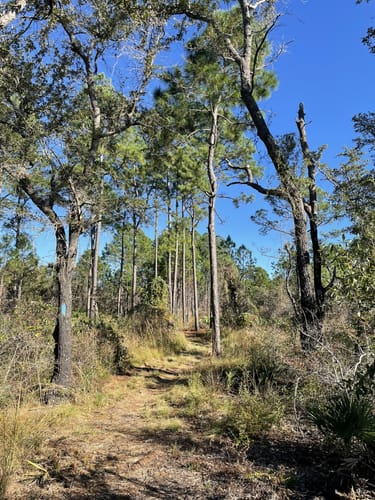 Best Hikes and Trails in Garcon Point Water Management Area | AllTrails