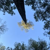 Enoree Trail, South Carolina - 28 Reviews, Map | AllTrails