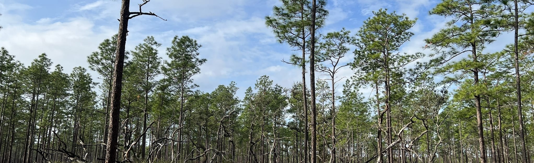 Florida Trail: Rodman Dam to Lake Kerr - Florida | AllTrails