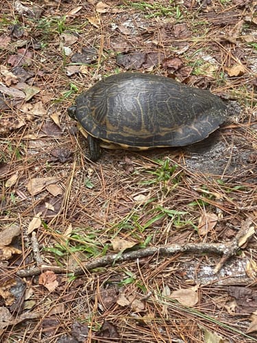 Best Hikes and Trails in Caravelle Ranch Wildlife Management Area ...