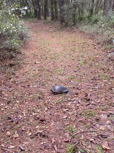Best Hikes and Trails in Caravelle Ranch Wildlife Management Area ...