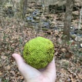 City Lake Falls , Tennessee - 293 Reviews, Map | AllTrails