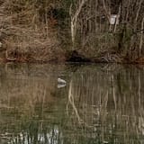 City Lake Falls , Tennessee - 293 Reviews, Map | AllTrails