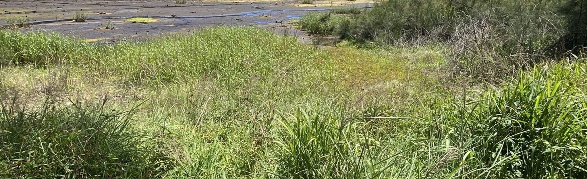 Georges River National Park via Yeramba Lagoon Loop Track: 35 Reviews ...