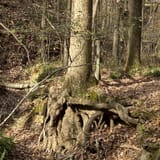 Tree Top Nature Trail, Alabama - 359 Reviews, Map | AllTrails