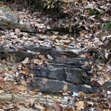 Tree Top Nature Trail, Alabama - 359 Reviews, Map | AllTrails