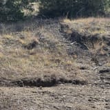 Hawk Trail to Cottontail Bend Loop, Texas - 369 Reviews, Map | AllTrails