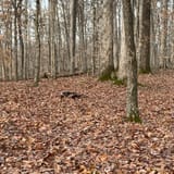 Nebo Ridge Trail, Indiana - 196 Reviews, Map | AllTrails