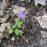 Blue Bend Loop Trail, West Virginia - 125 Reviews, Map | AllTrails