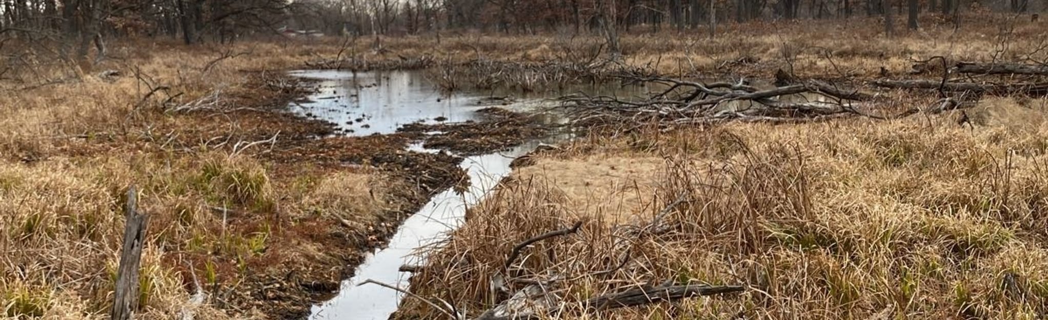 Ivanhoe South Nature Preserve Loop, Indiana - 10 Reviews, Map | AllTrails