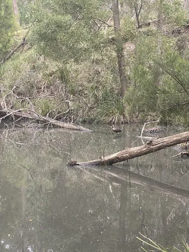 10 Best Hikes and Trails in Creswick State Forest | AllTrails