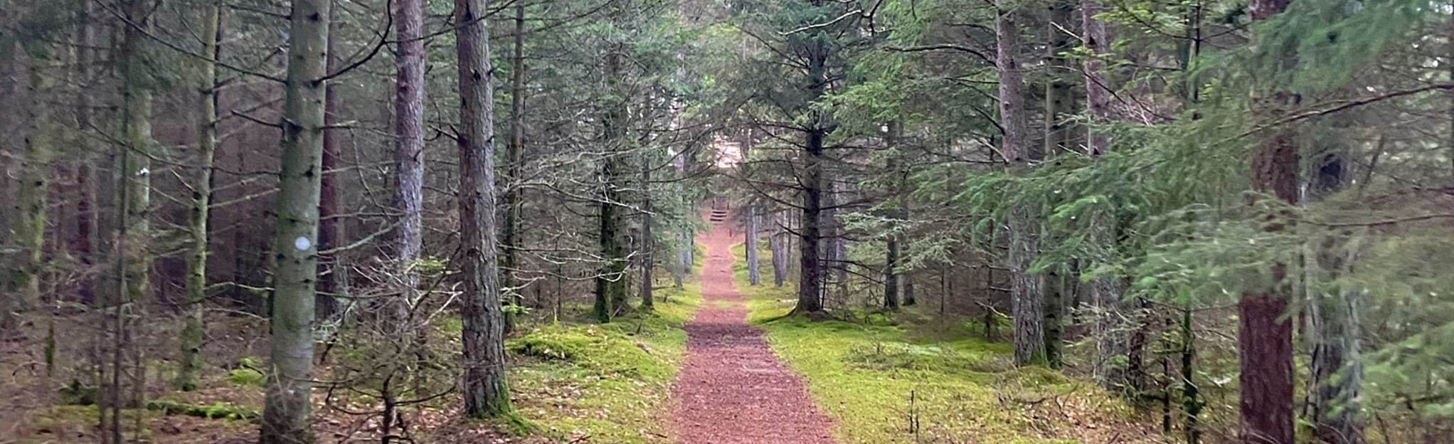 Tversted Plantage - Østerklit - Tversted Strand, North Denmark Region ...