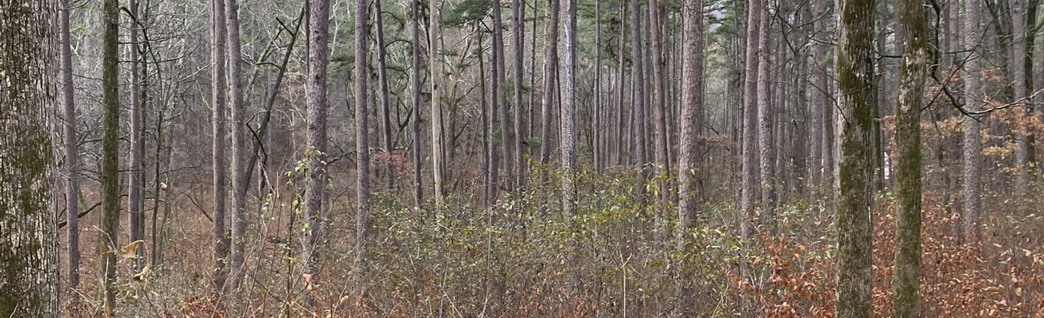 Jacks Branch Hollow, Arkansas - 15 Reviews, Map | AllTrails