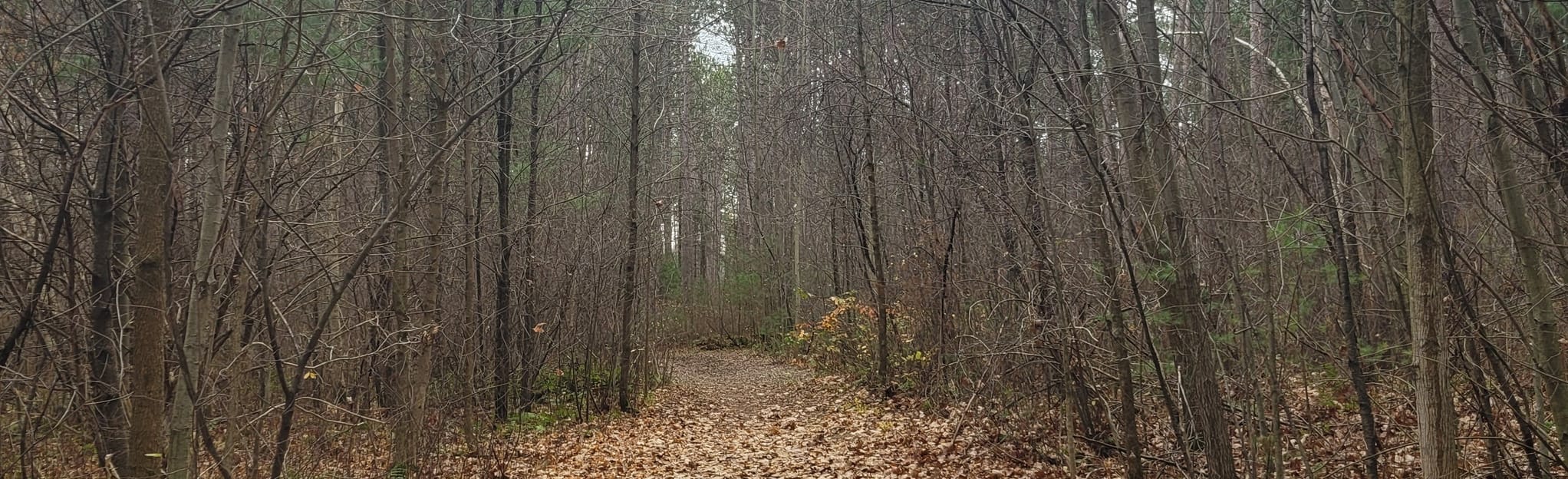Robert Graham Trail Loop - Ontario, Canada | AllTrails