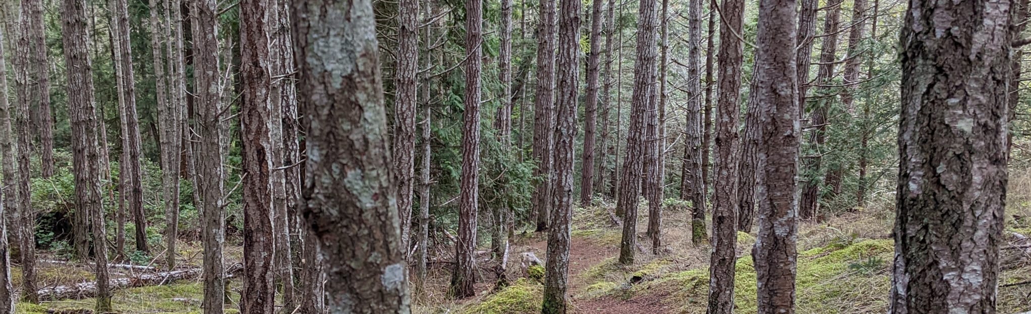 Heart Trail: 23 Reviews, Map - British Columbia, Canada | AllTrails