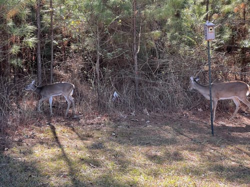 Best Hikes and Trails in Dellinger Park | AllTrails