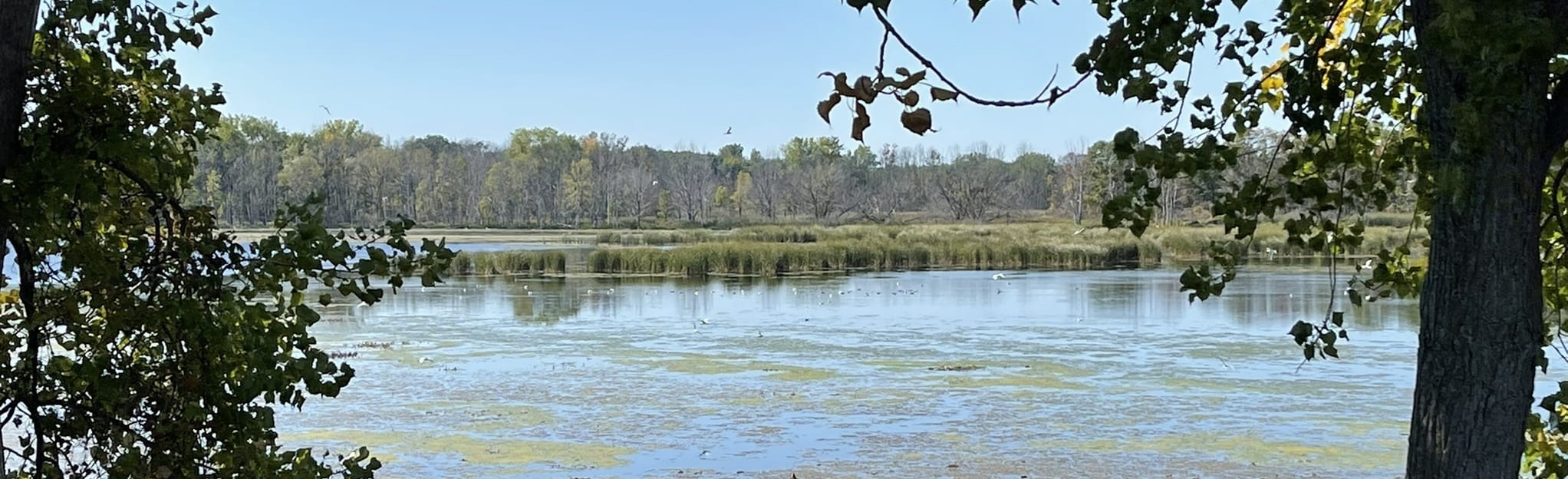 Pinconning Park Trail, Michigan - 25 Reviews, Map | AllTrails