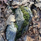 Spring Hill Yellow and Blue Loop Trail, Massachusetts - 236 Reviews ...