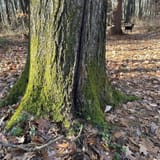 Spring Hill Yellow and Blue Loop Trail, Massachusetts - 236 Reviews ...