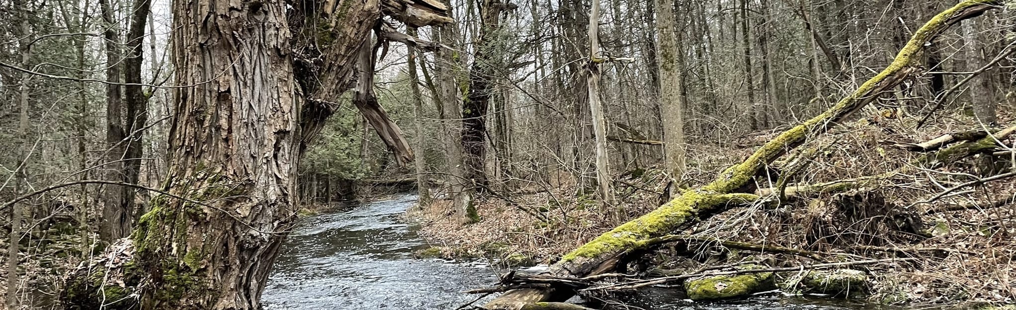 Corbeau Woods Cedar Loop, New York - 2 Reviews, Map | AllTrails