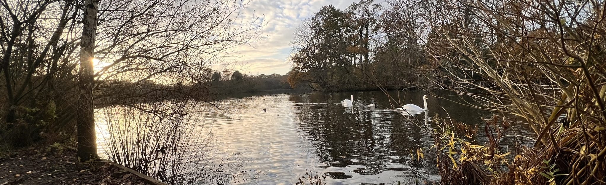 Epping Forest, Highams Park Lake, Woodford and Connaught Water: 110 ...