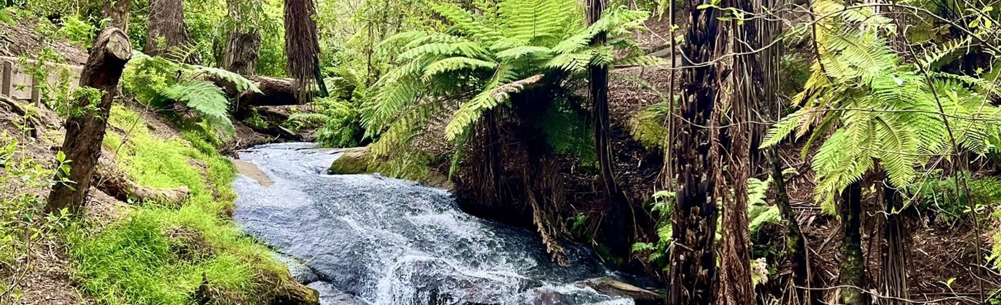 Johnson Reserve Loop, Bay of Plenty, New Zealand - 99 Reviews, Map ...