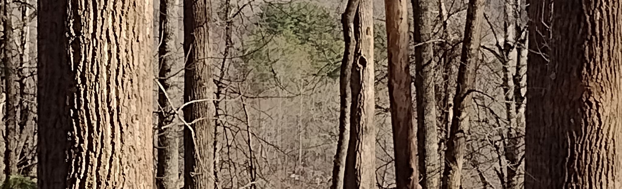 Overmountain Victory Trail: Gillespie Gap to Lynn Gap: 48 Reviews, Map ...