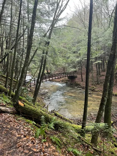 10 Best Hikes and Trails in Cook Forest State Park | AllTrails