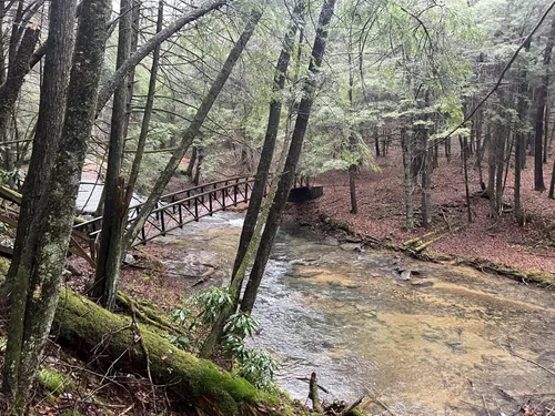 Best Walking Trails in Cook Forest State Park | AllTrails