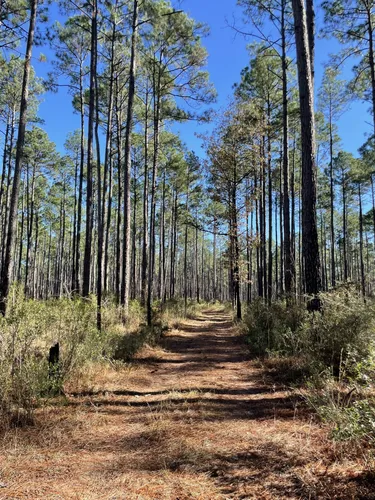 Best Hikes and Trails in De Soto National Forest | AllTrails
