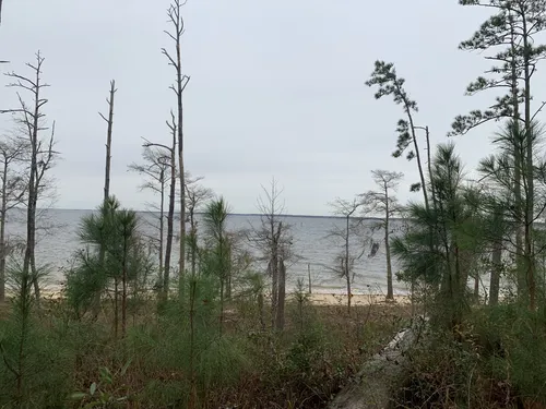 Best 10 Hikes and Trails in Croatan National Forest | AllTrails