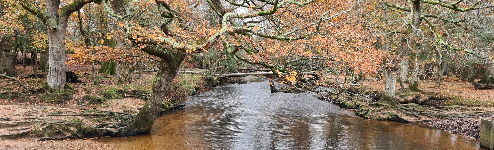 Brockenhurst and Tall Trees Circular: 833 foto's - Hampshire, Engeland ...