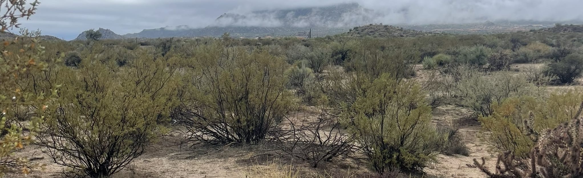 Knob Trail and Saguaro Loop: 14 Reviews, Map - Arizona | AllTrails