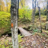 Tioga West Rim Trail, Pennsylvania - 522 Reviews, Map | AllTrails