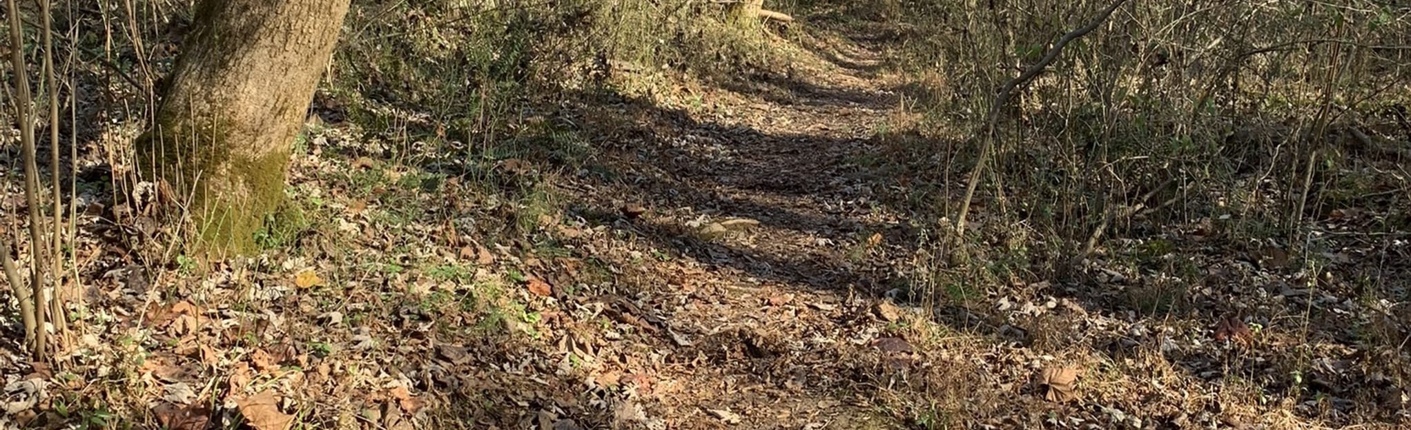 Flag Trail: 98 Reviews, Map - West Virginia | AllTrails