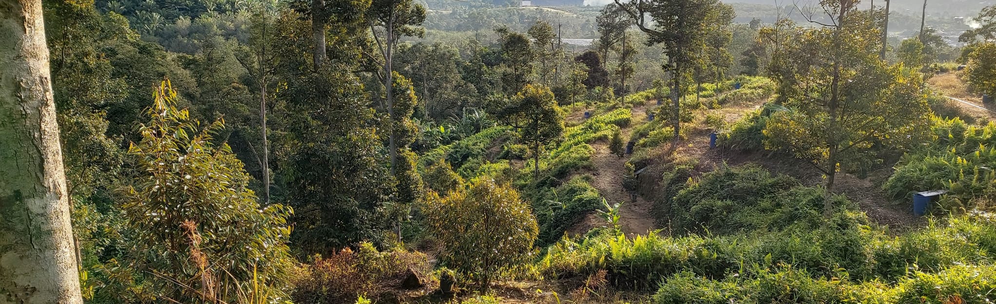 Broga Hill Peak 2 Loop [PRIVATE PROPERTY]: 85 Reviews, Map - Selangor ...